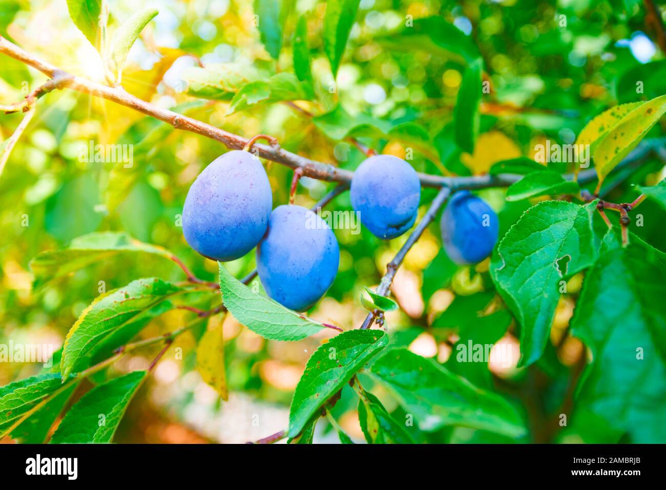 plum tree branch in the fruit garden Stock Photo - Alamy