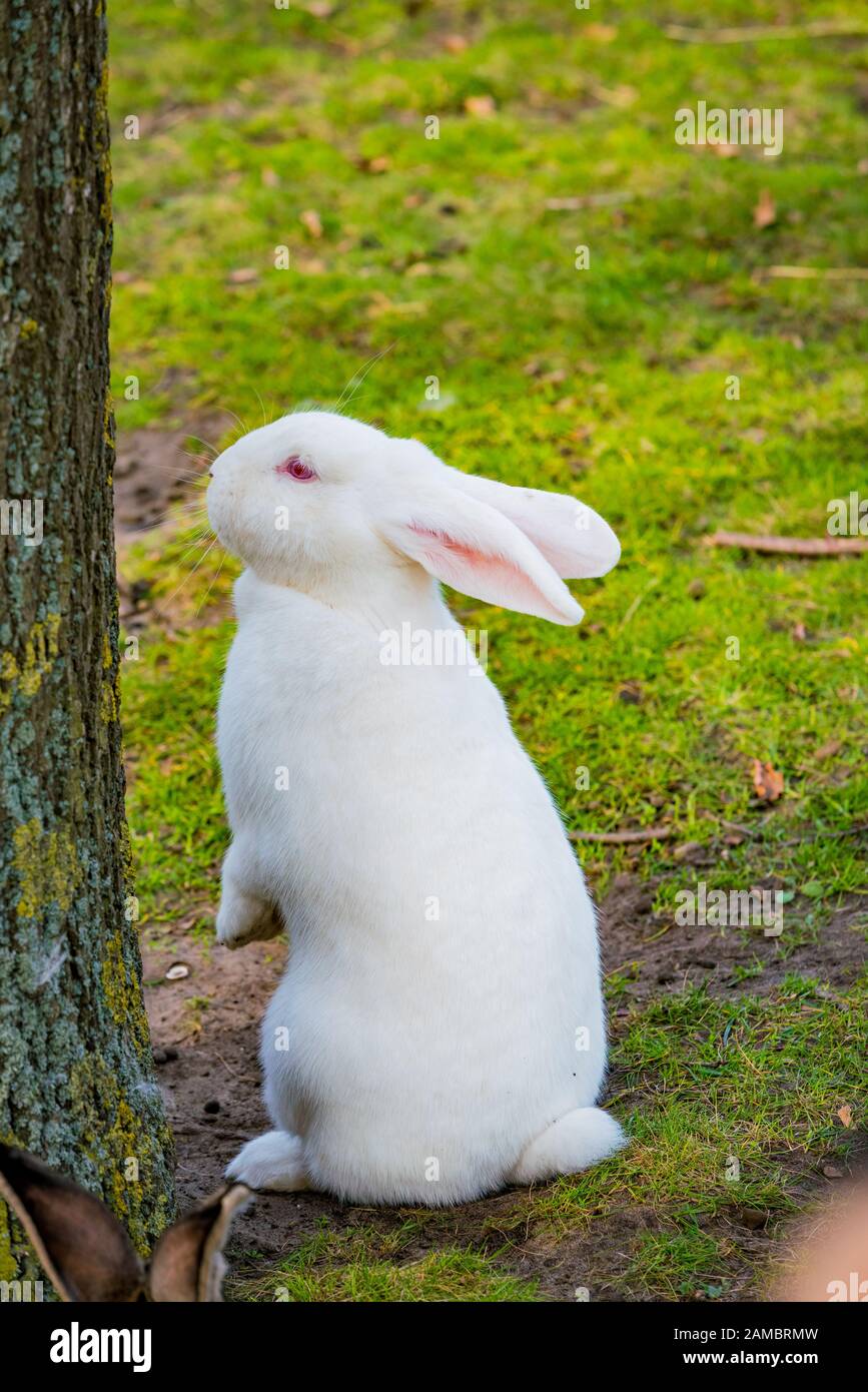 white rabbit playing in the garden Stock Photo - Alamy