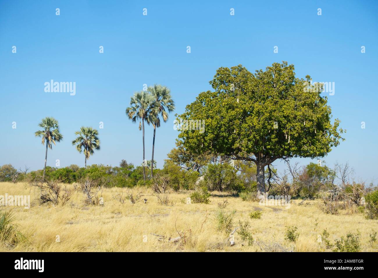 Sausage Tree, Kigelia africana and Lala Palm, Hyphaene coriacea ...