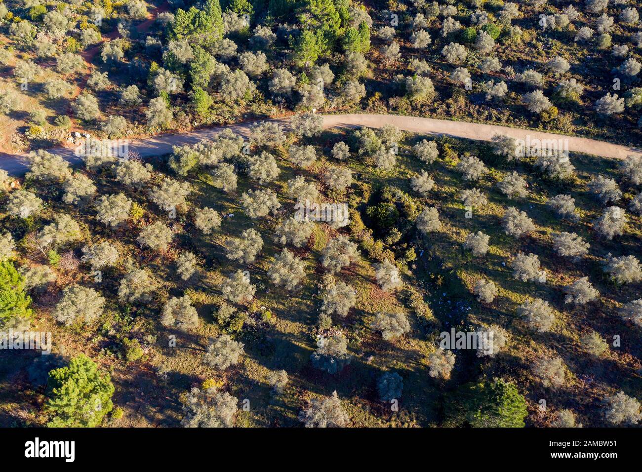 Olive grove aerial view hi-res stock photography and images - Alamy