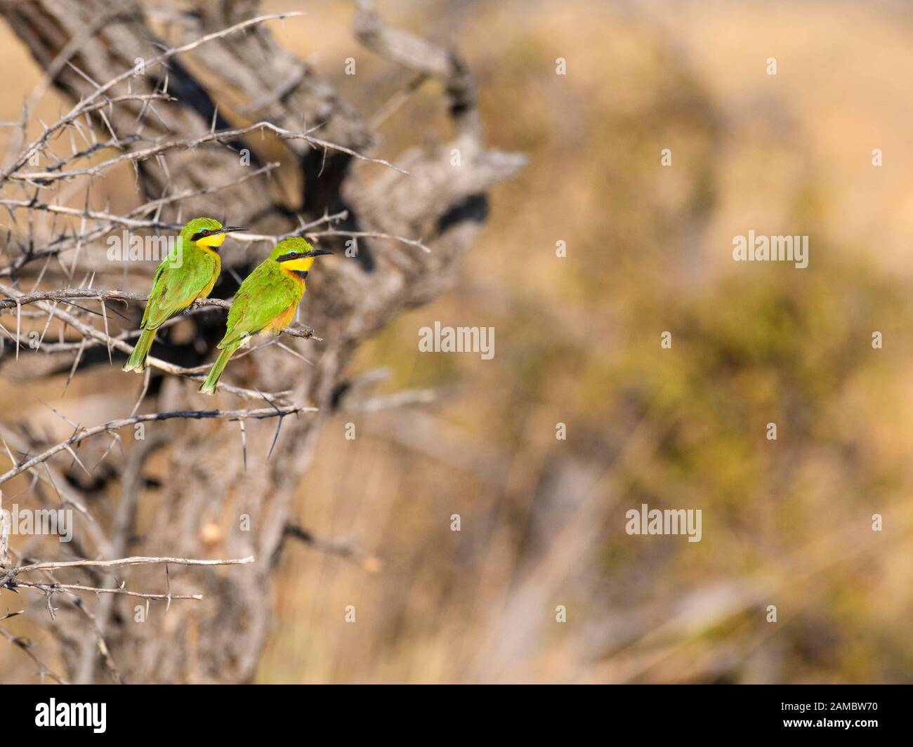 Little bee eaters merops pusillus hi-res stock photography and images ...