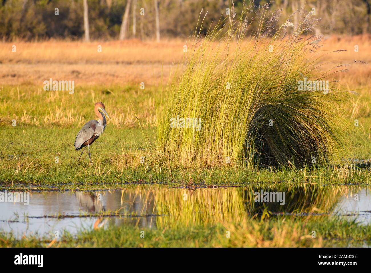 Goliath heron hi-res stock photography and images - Alamy