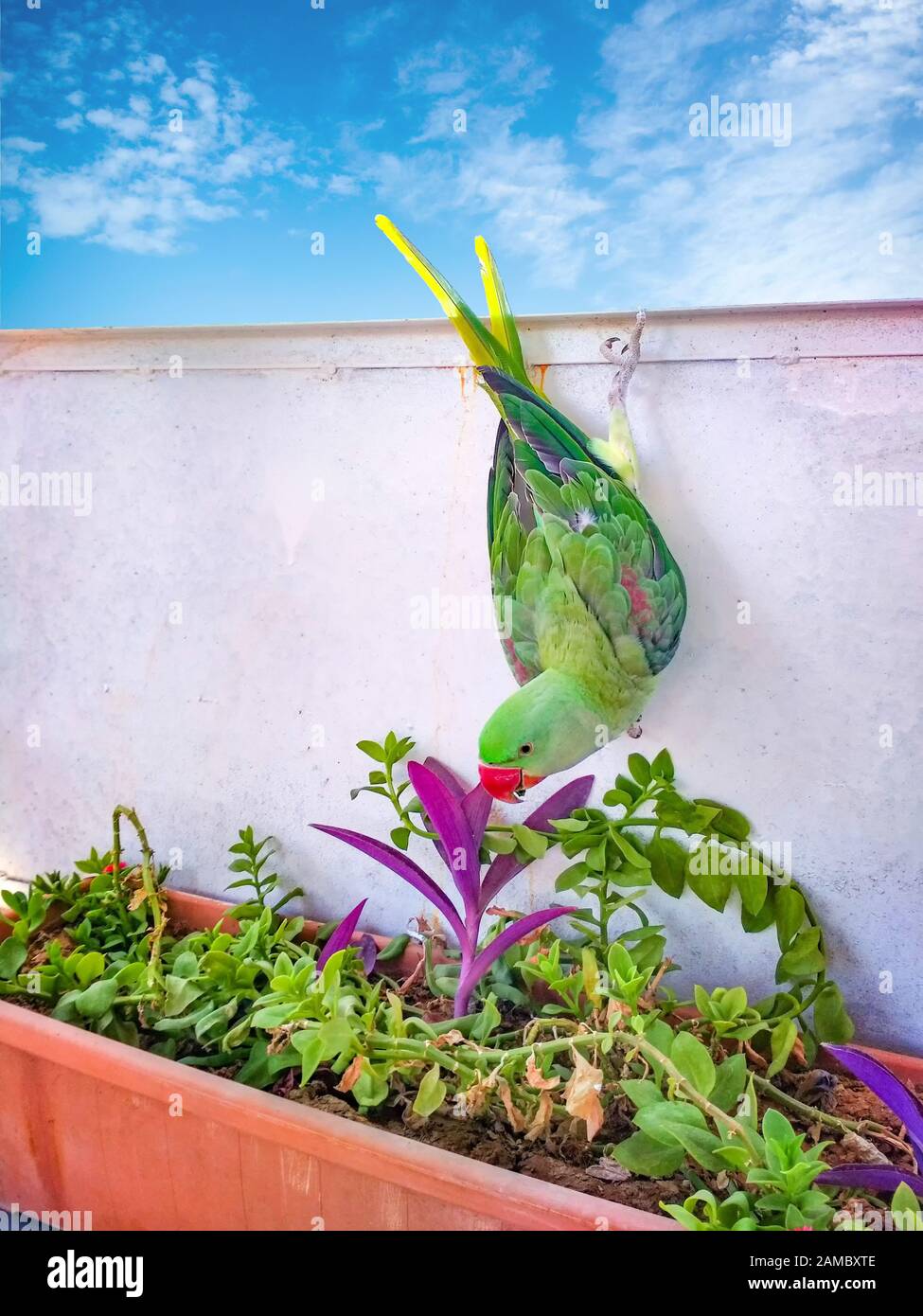 Green parrot hanging on wall at rooftop restaurant in Marakeshi ...