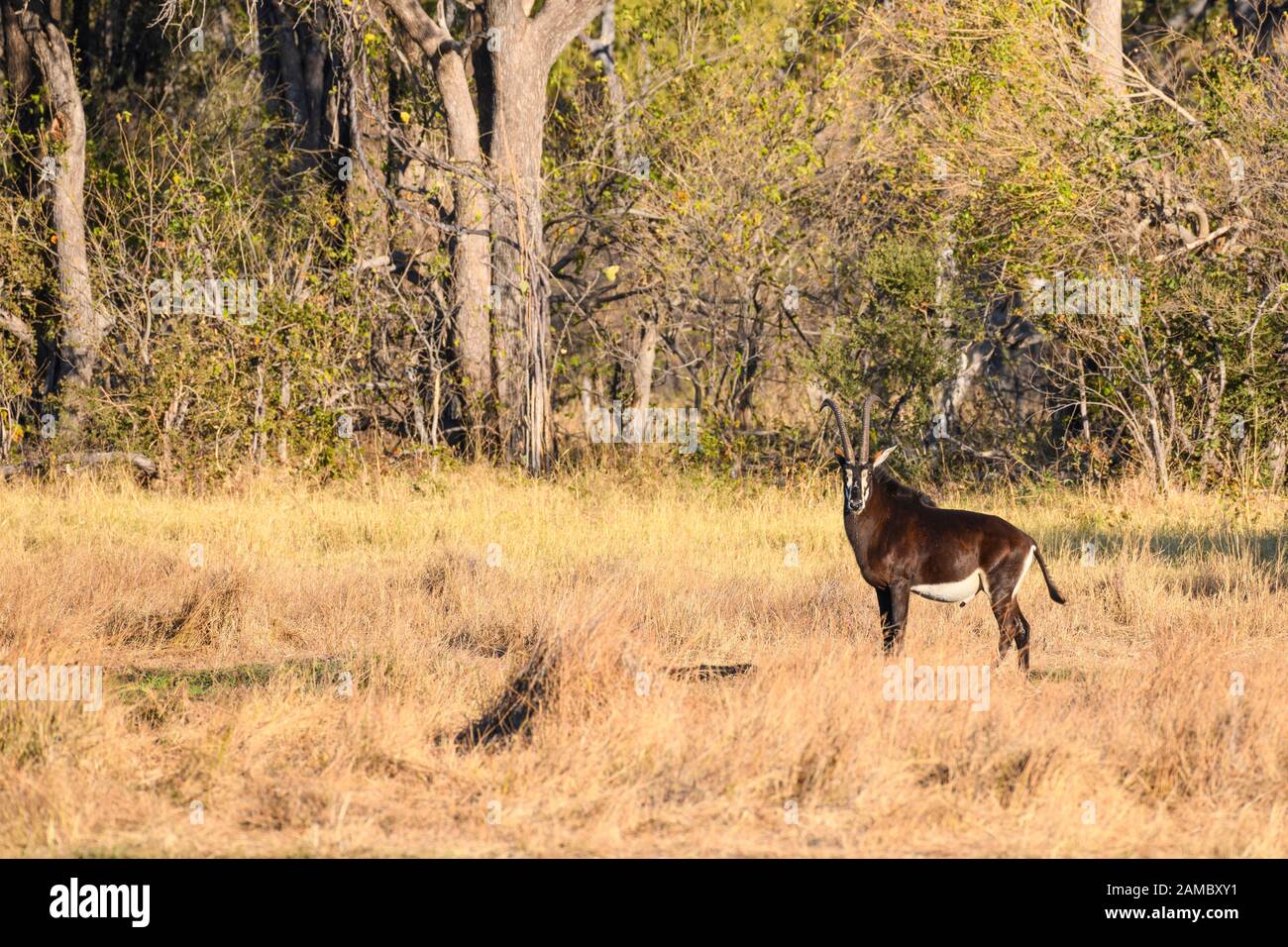 Sable antelope hi-res stock photography and images - Alamy