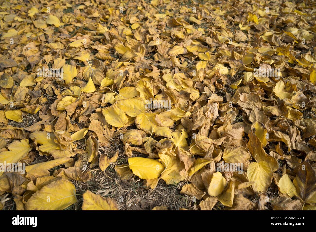 Leafy ground texture hi-res stock photography and images - Alamy
