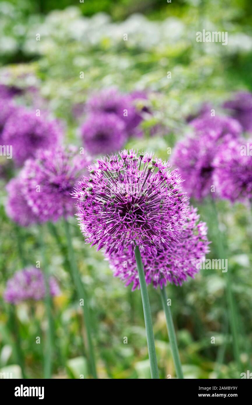 Allium jesdianum 'Early Emperor' flowers Stock Photo - Alamy