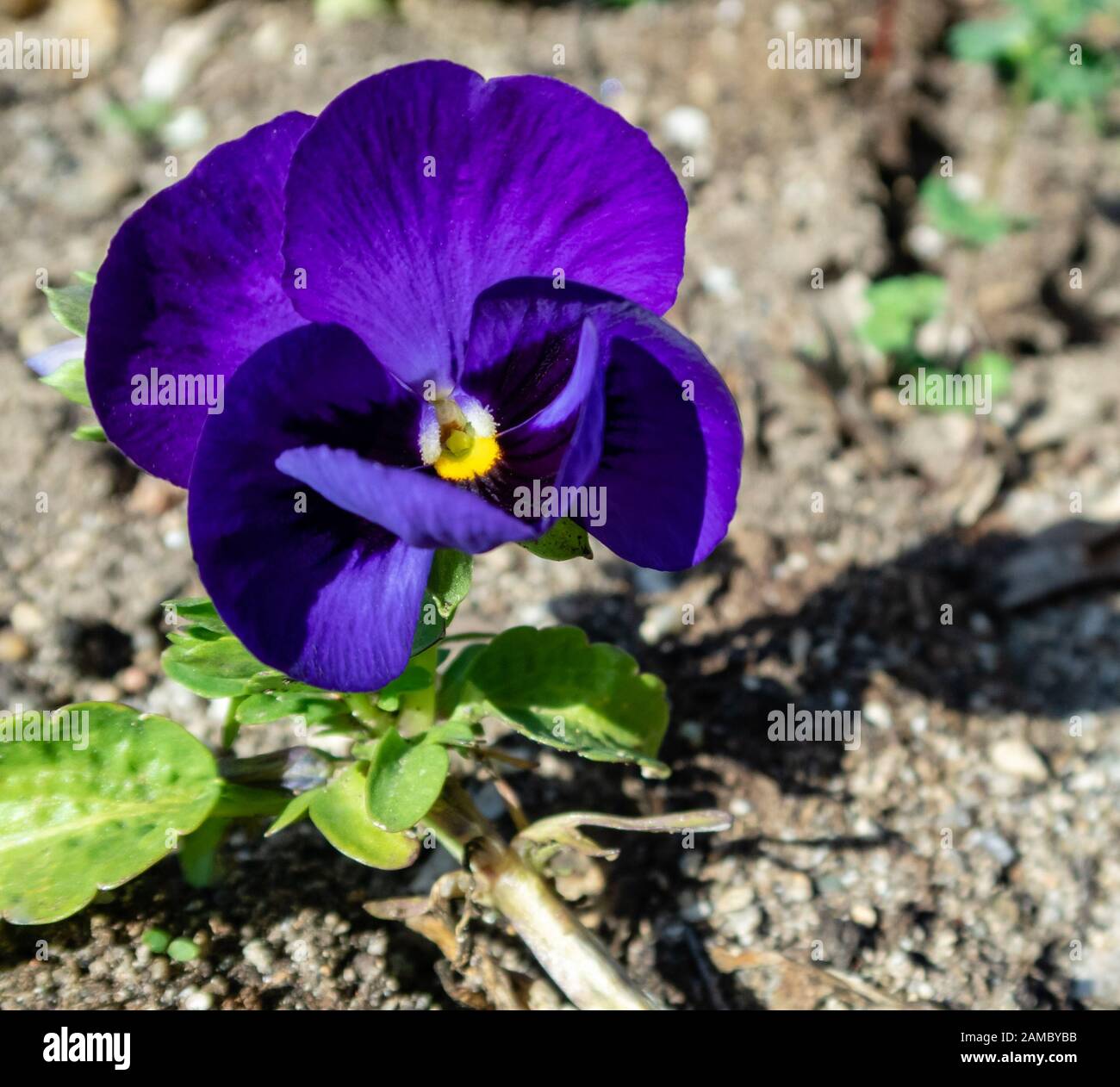 Purple pansy in the garden Stock Photo - Alamy
