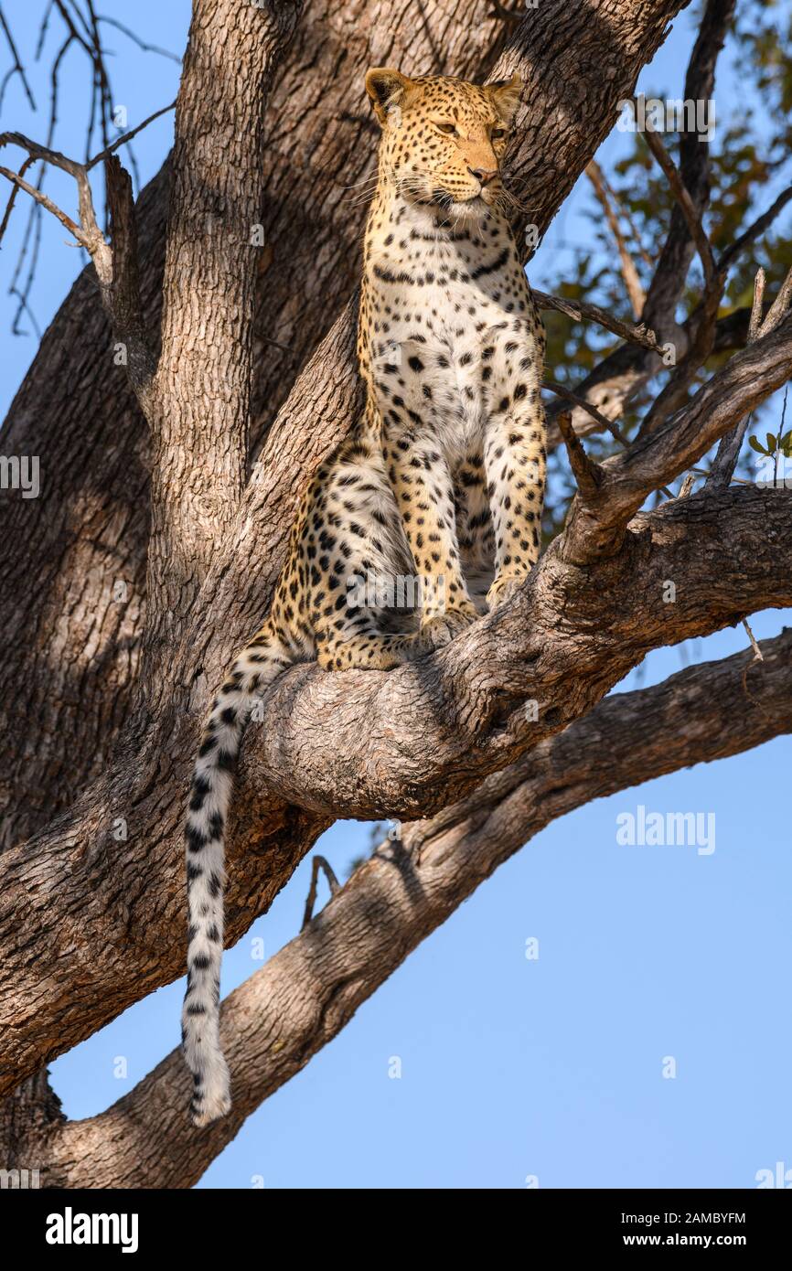 Female Leopard, Panthera pardus, in a tree, Khwai Private Reserve, Okavango Delta, Botswana ...