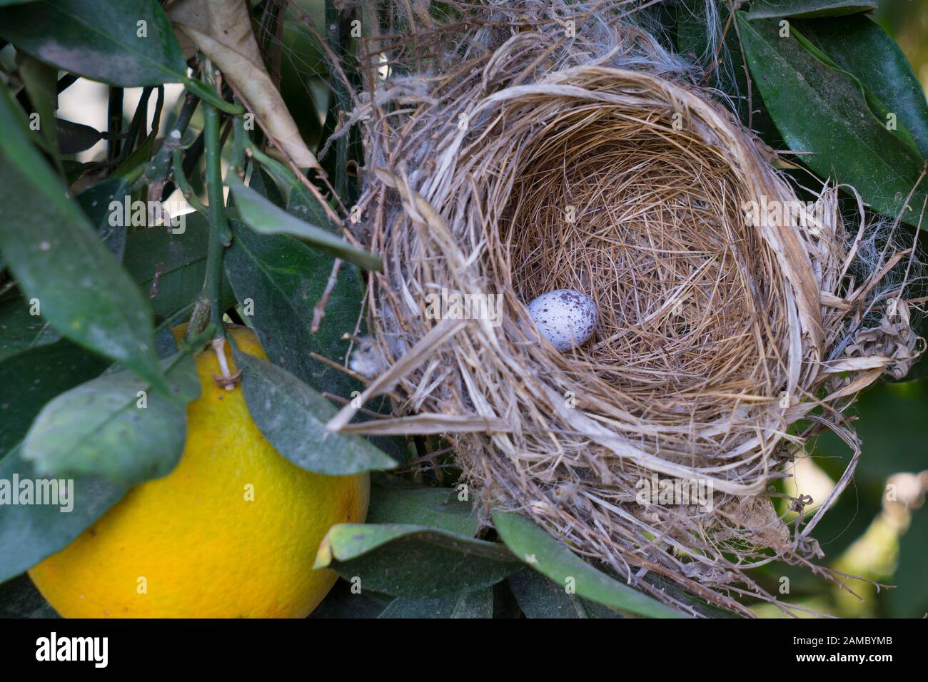 Bird's nest with egg Stock Photo - Alamy