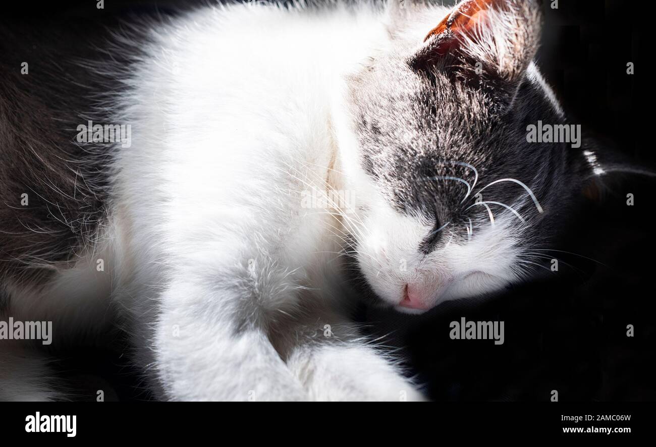 Soundly asleep hi-res stock photography and images - Alamy