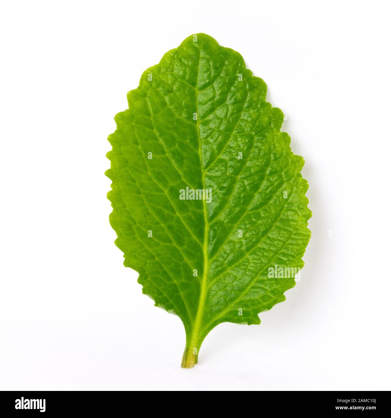 Single Green Leaf