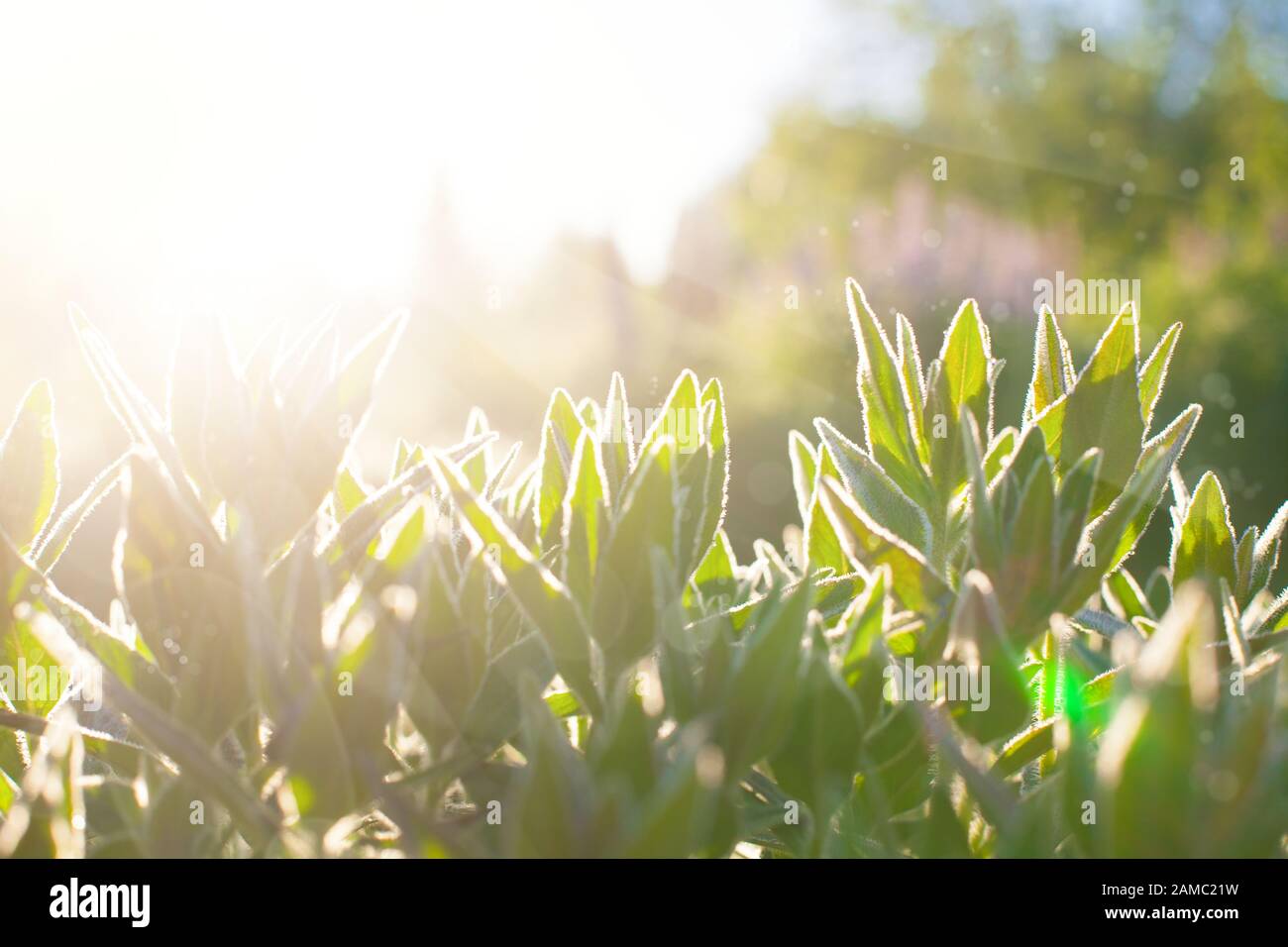 Sunrise pollination hi-res stock photography and images - Alamy