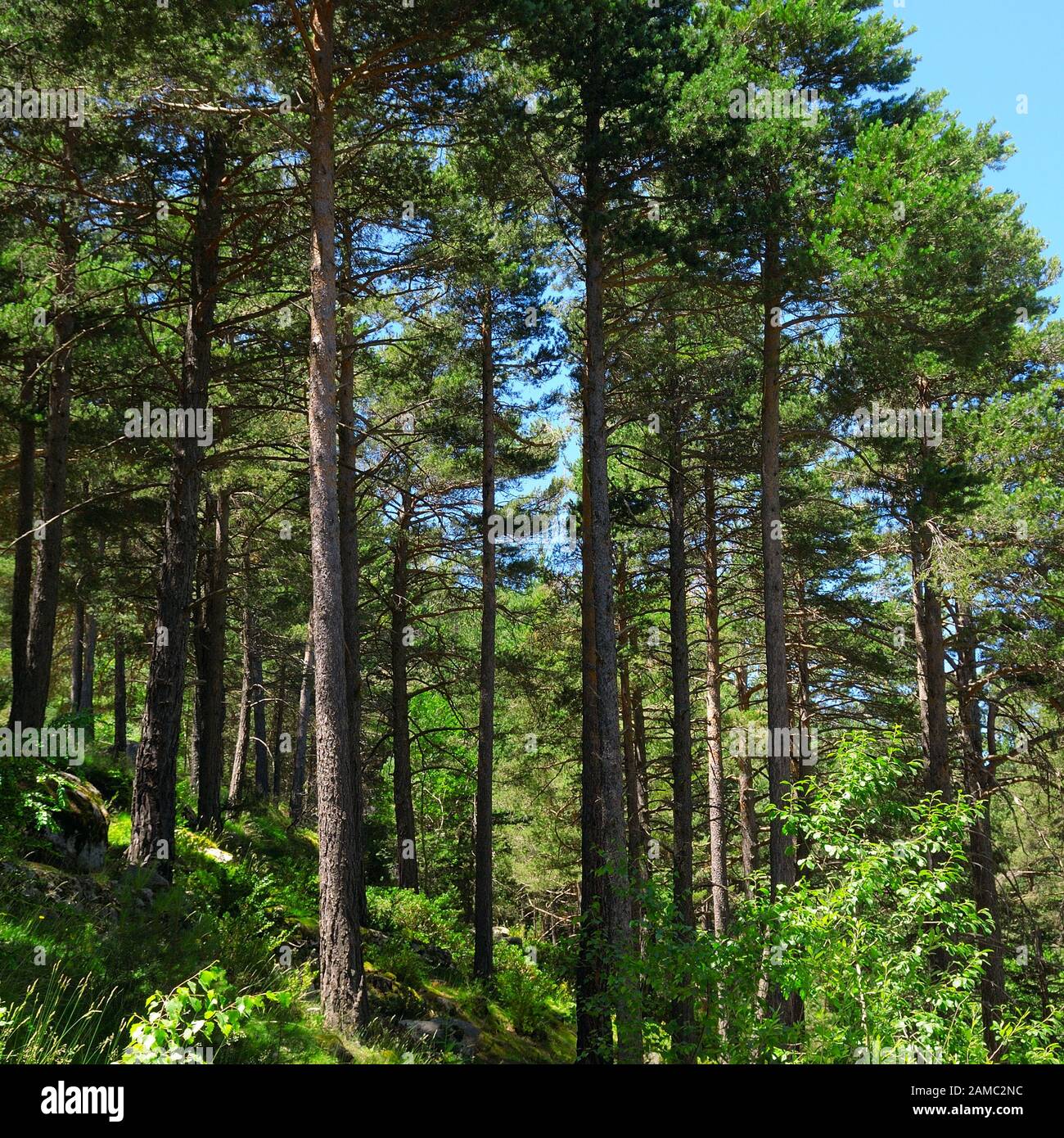 Pinewood landscape hi-res stock photography and images - Alamy