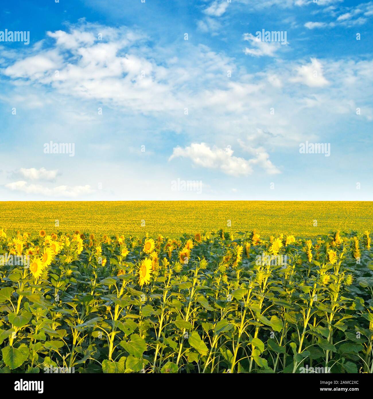 Field with blooming sunflowers and cloudy sky Stock Photo - Alamy