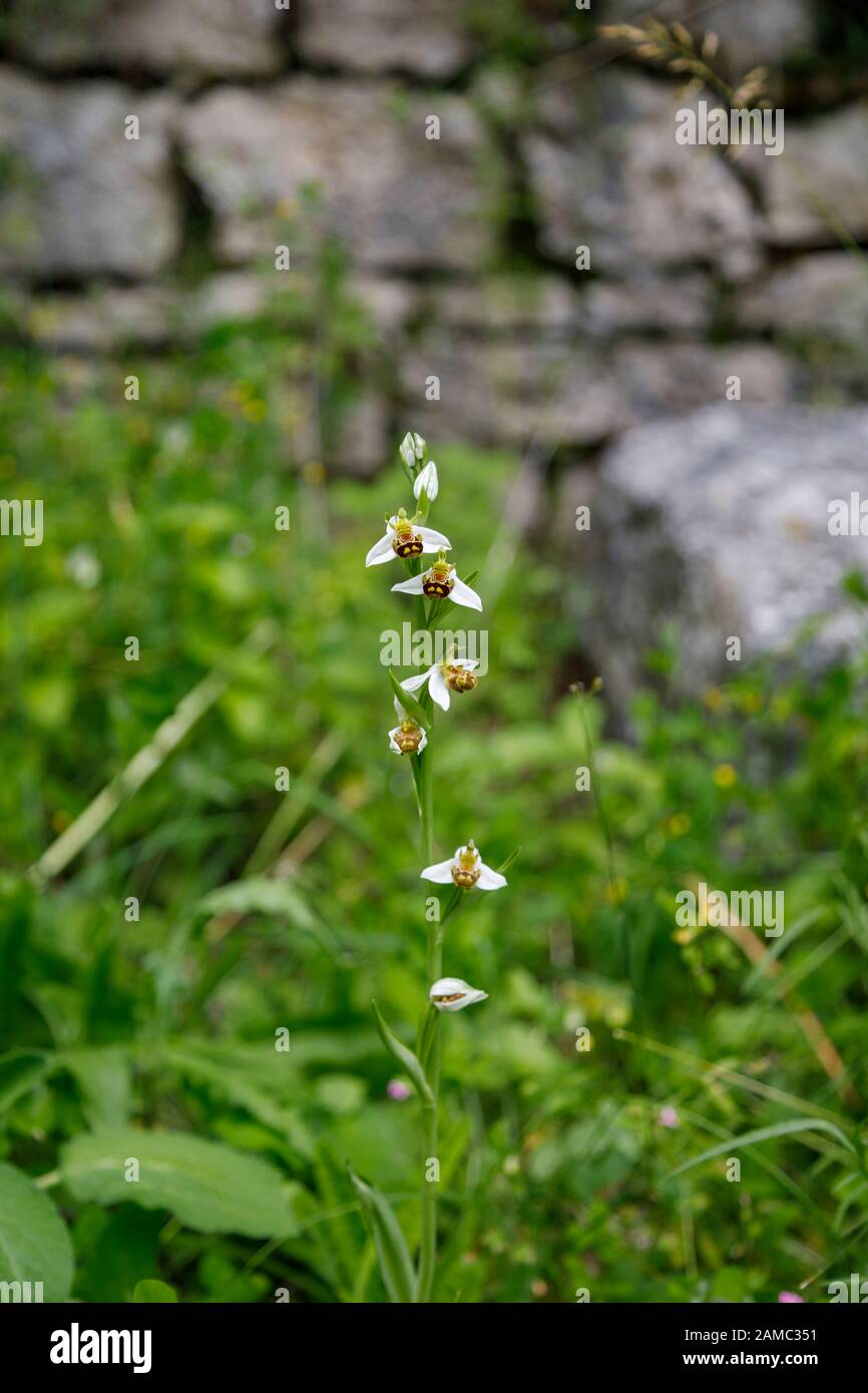Mimicry Of Bee High Resolution Stock Photography and Images - Alamy