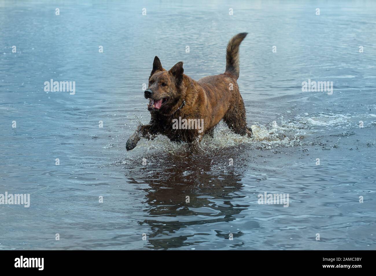 Run in the water hi-res stock photography and images - Alamy