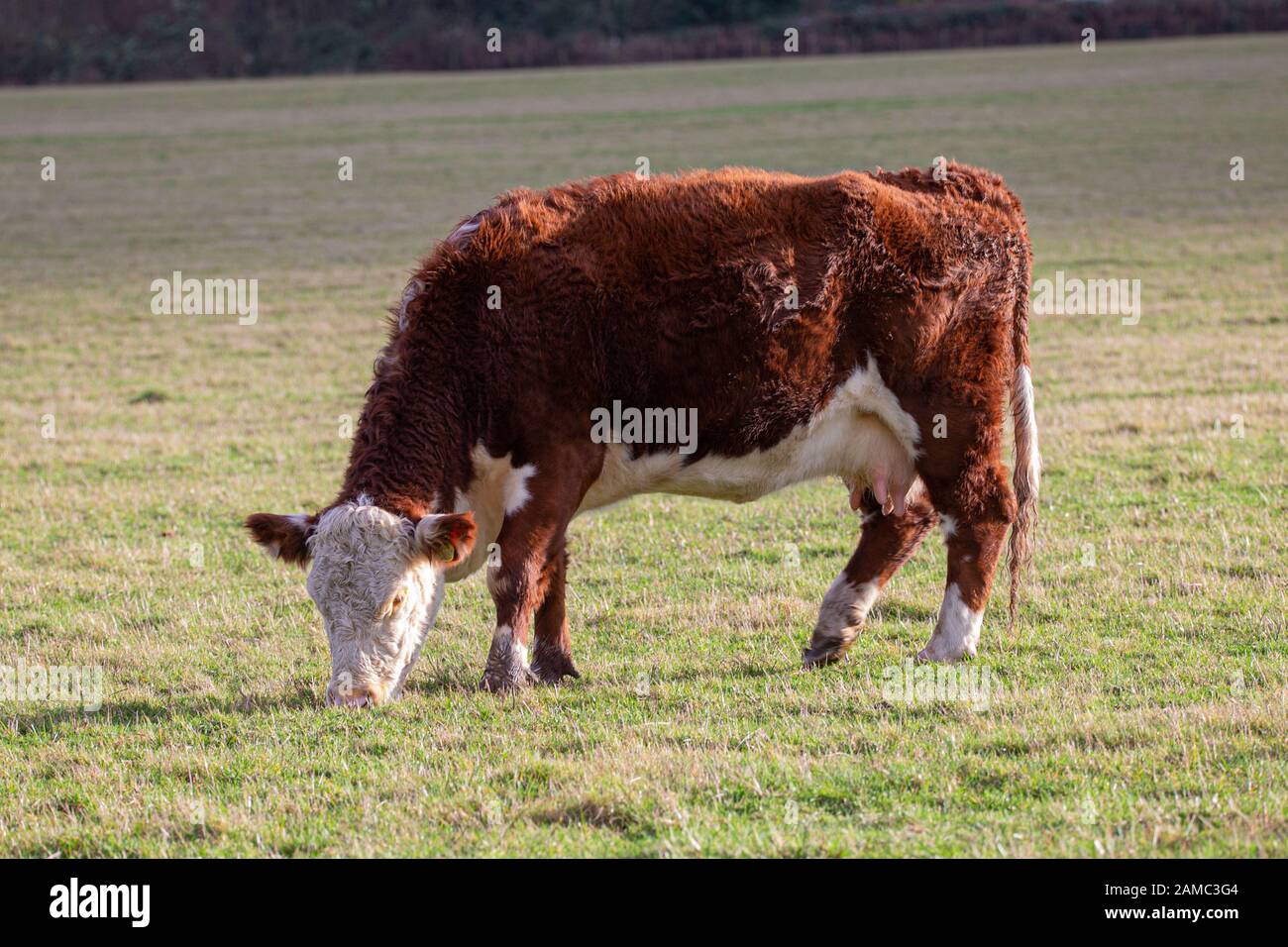 Cow eating grass hi-res stock photography and images - Alamy
