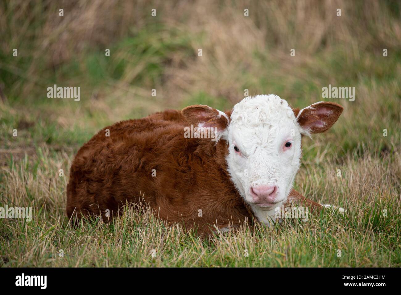 Hereford Calf Laying down in a field Stock Photo - Alamy