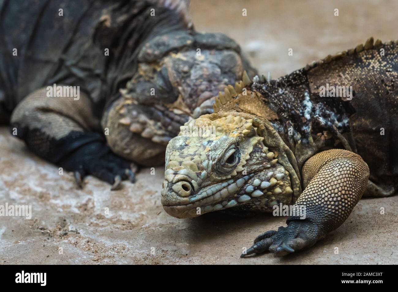 Cuban iguana cyclura nubila hi-res stock photography and images - Alamy