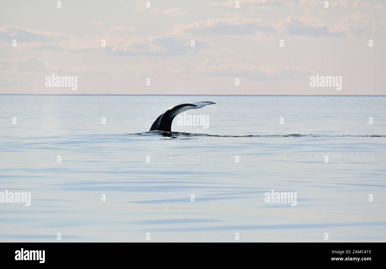 Southern right whale, Eubalaena australis, Südkaper, baleine franche ...
