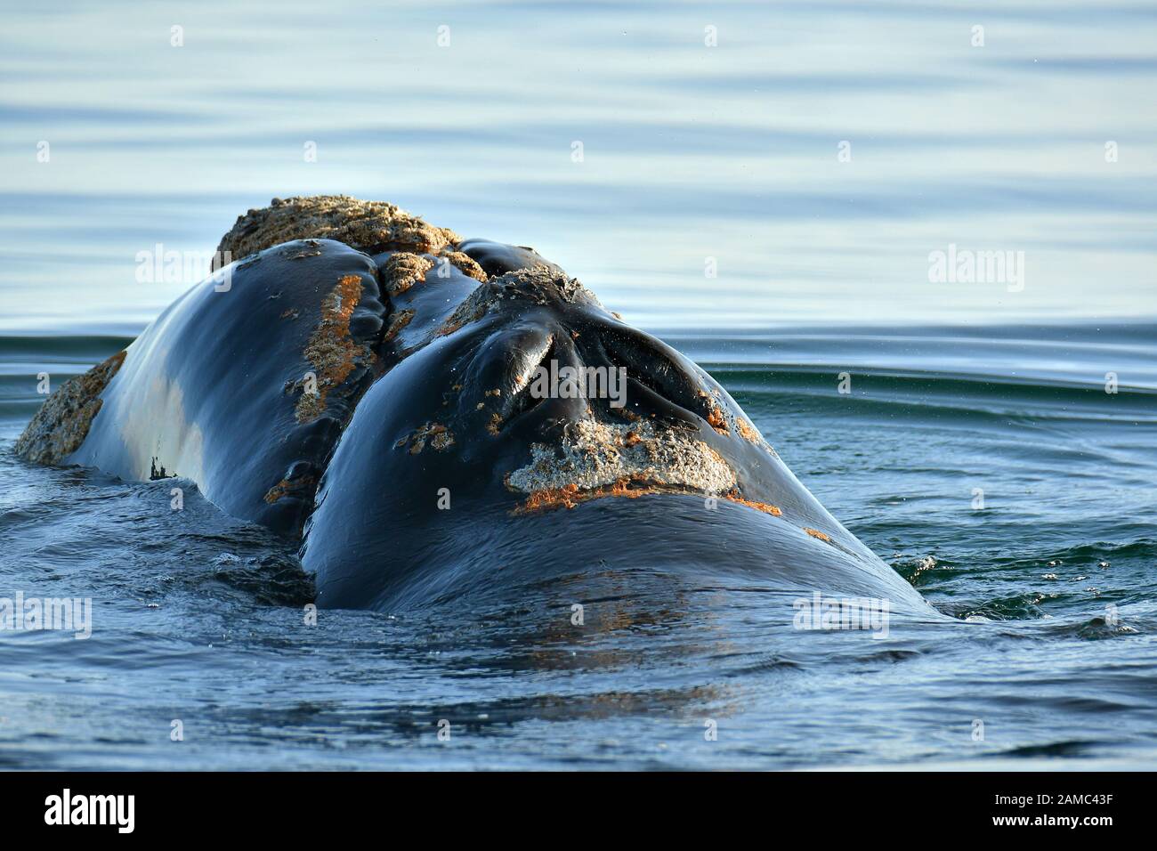 Southern right whale, Eubalaena australis, Südkaper, baleine franche ...