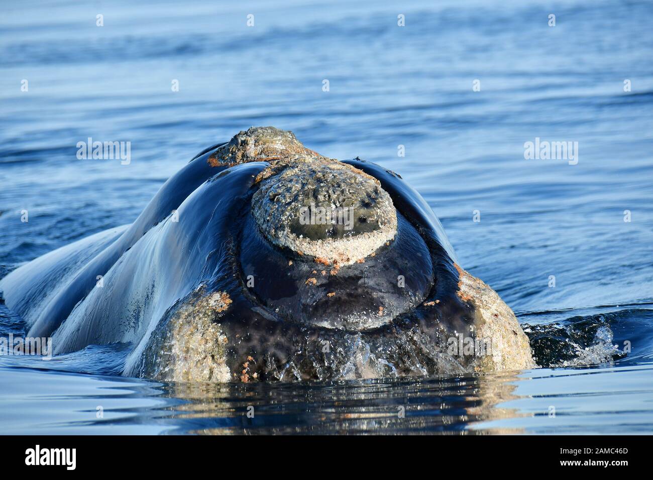 Southern right whale, Eubalaena australis, Südkaper, baleine franche ...