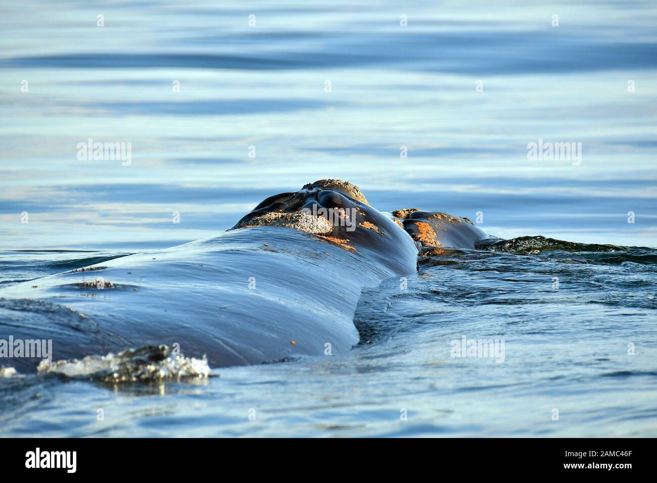 Southern right whale, Eubalaena australis, Südkaper, baleine franche ...