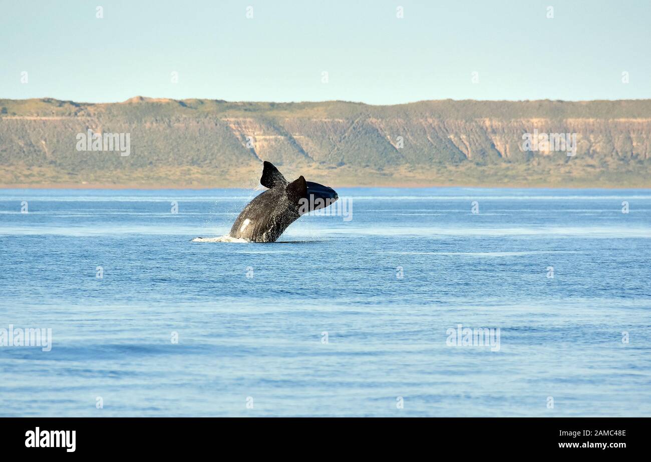 Breaching, Southern right whale, Eubalaena australis, Südkaper, baleine ...