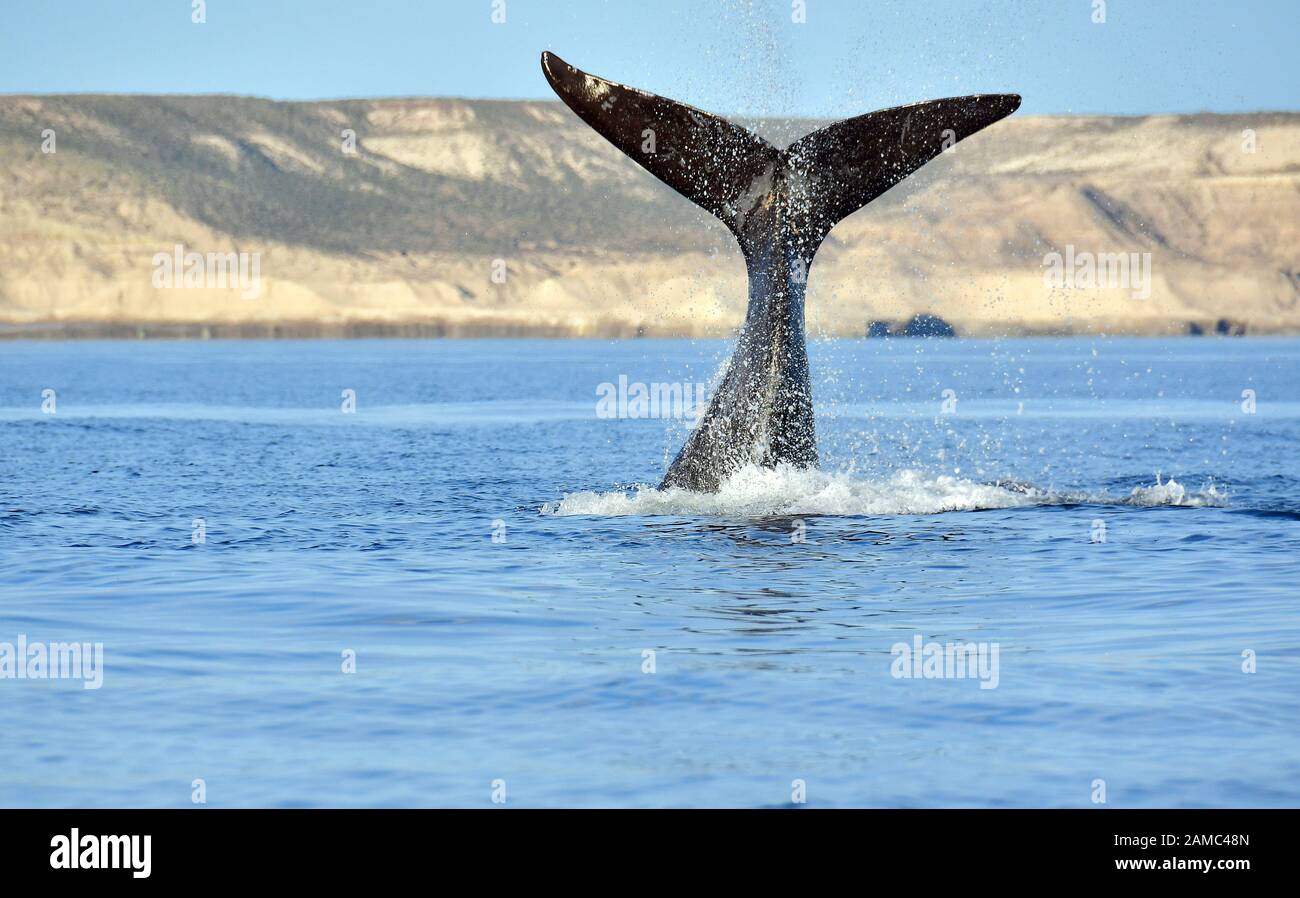 Southern right whale, Eubalaena australis, Südkaper, baleine franche ...