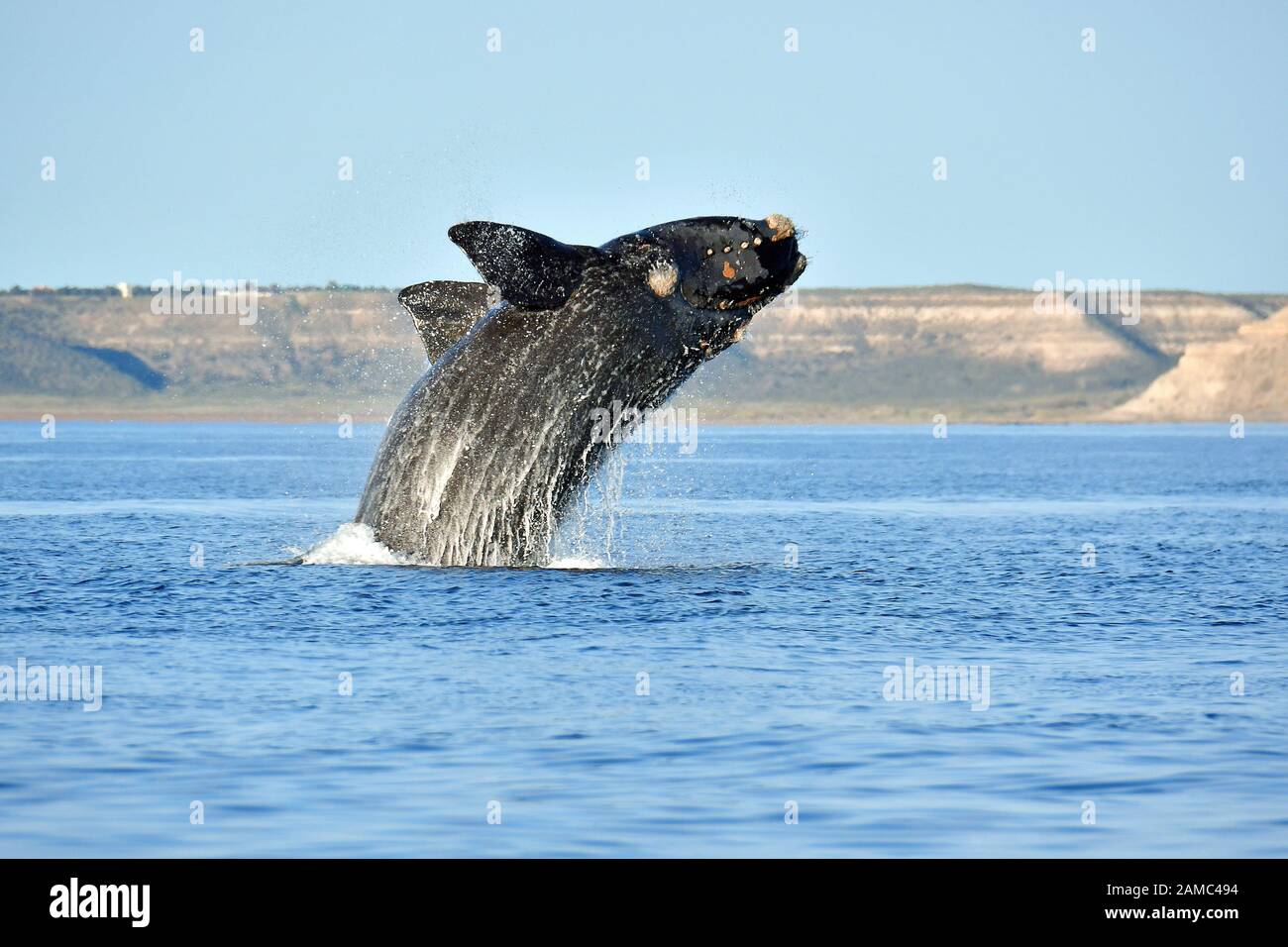 Breaching, Southern right whale, Eubalaena australis, Südkaper, baleine ...
