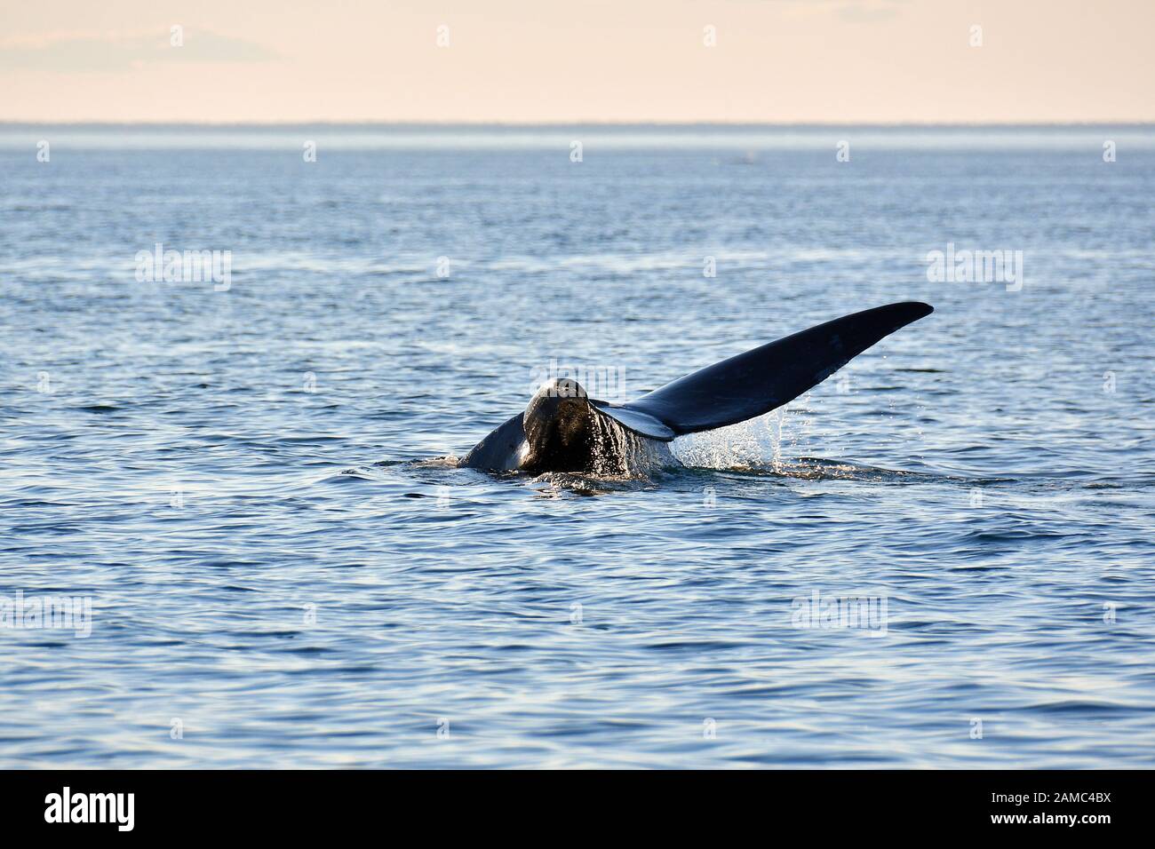 Southern right whale, Eubalaena australis, Südkaper, baleine franche ...