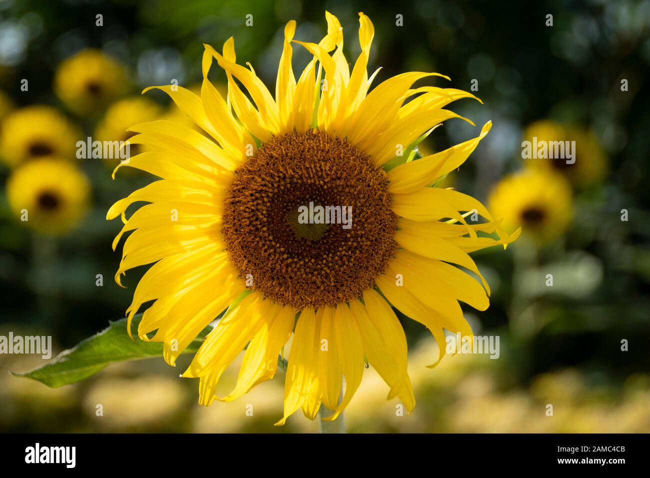 Sunflowers at Changi Airport, Singapore Stock Photo - Alamy