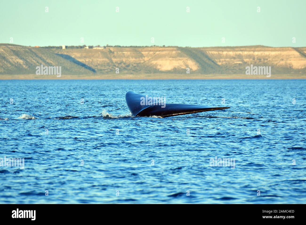 Southern right whale, Eubalaena australis, Südkaper, baleine franche ...
