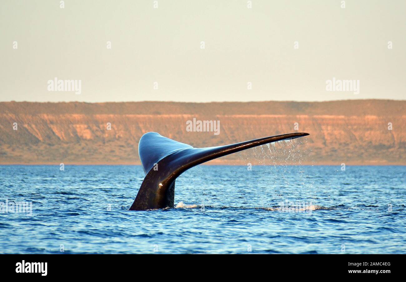 Southern right whale, Eubalaena australis, Südkaper, baleine franche ...
