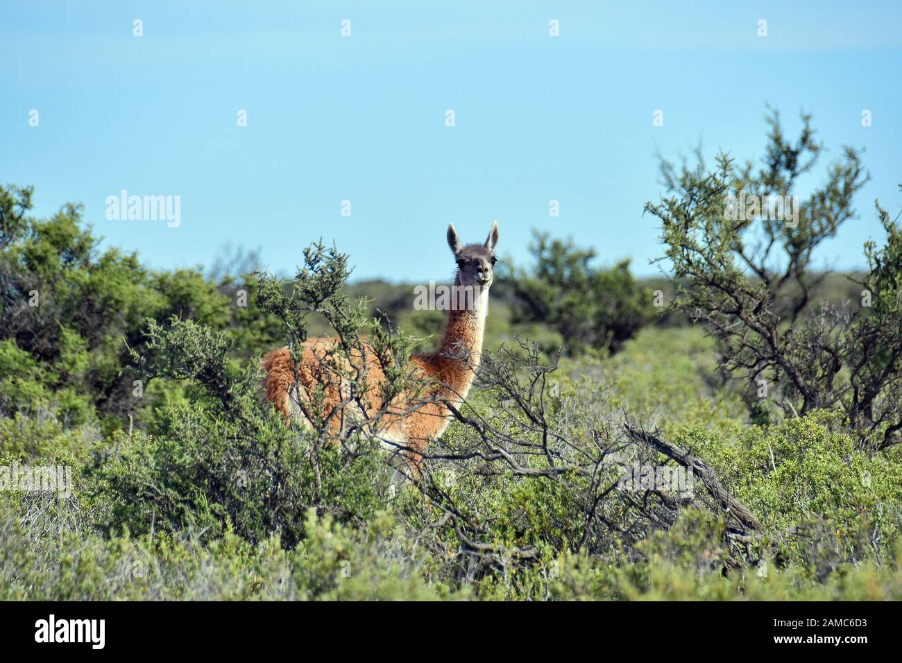 Guanako hi-res stock photography and images - Alamy