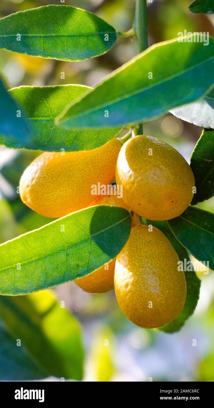 Kumquat tree with fruits closeup Stock Photo - Alamy