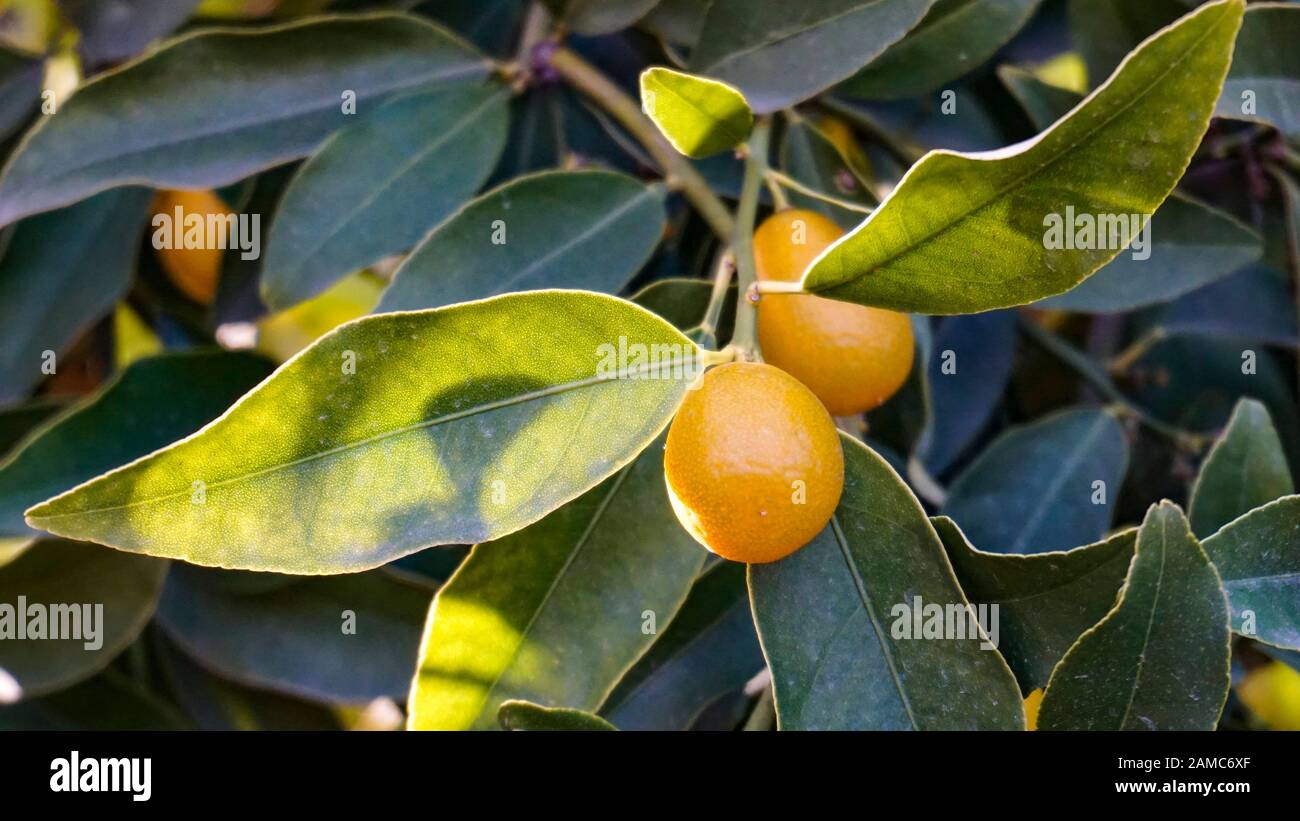 Kumquat tree with fruits closeup Stock Photo - Alamy