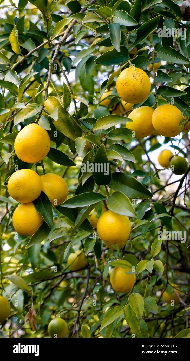 Limequat tree with fruits closeup Stock Photo - Alamy