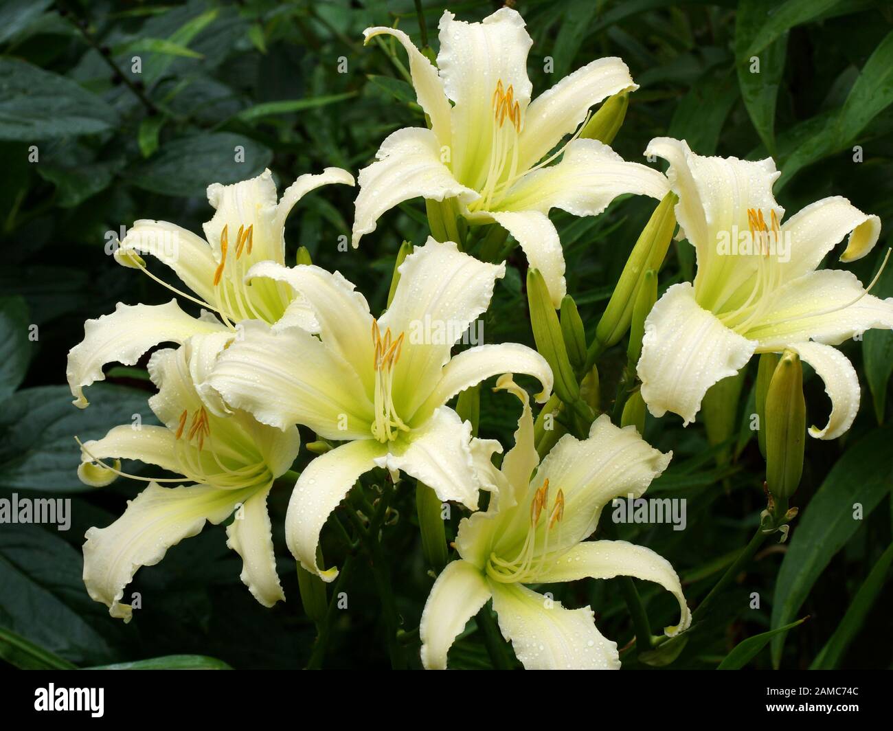 White Daylilies