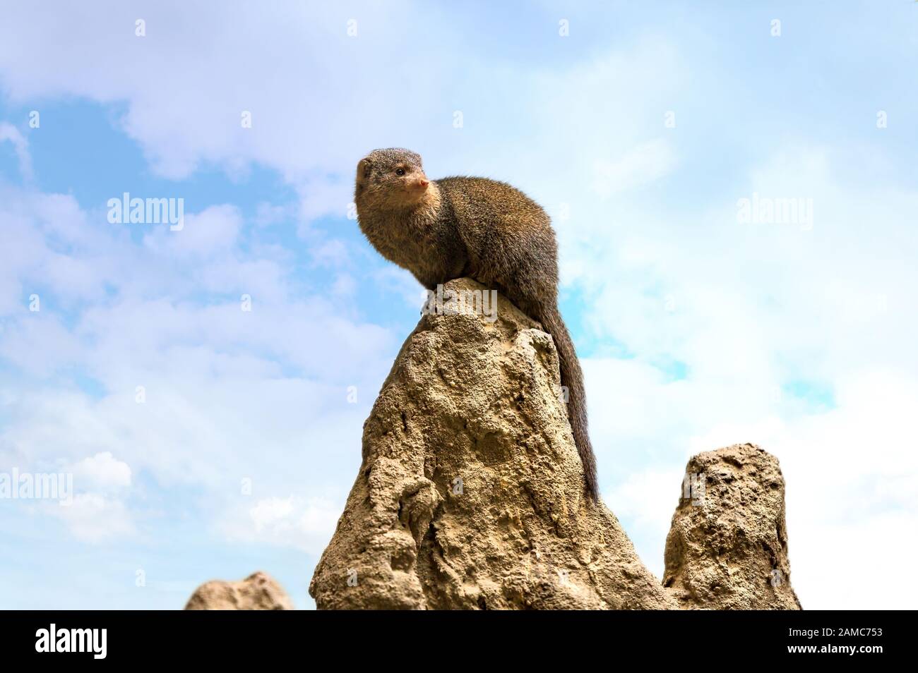 A Dwarf Mongoose sitting on a tall rock, observing its environment ...