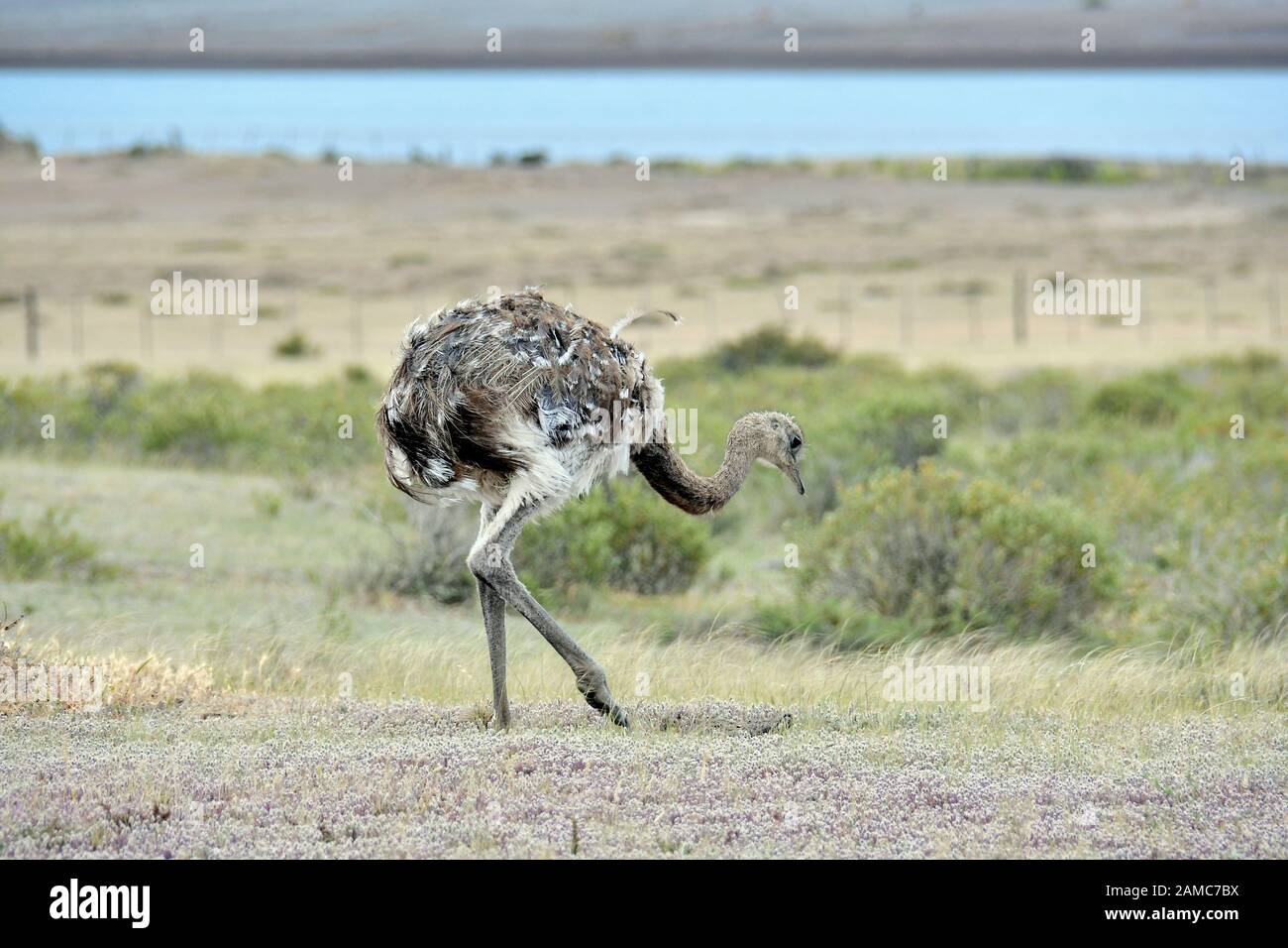 Patagonian rhea hi-res stock photography and images - Alamy