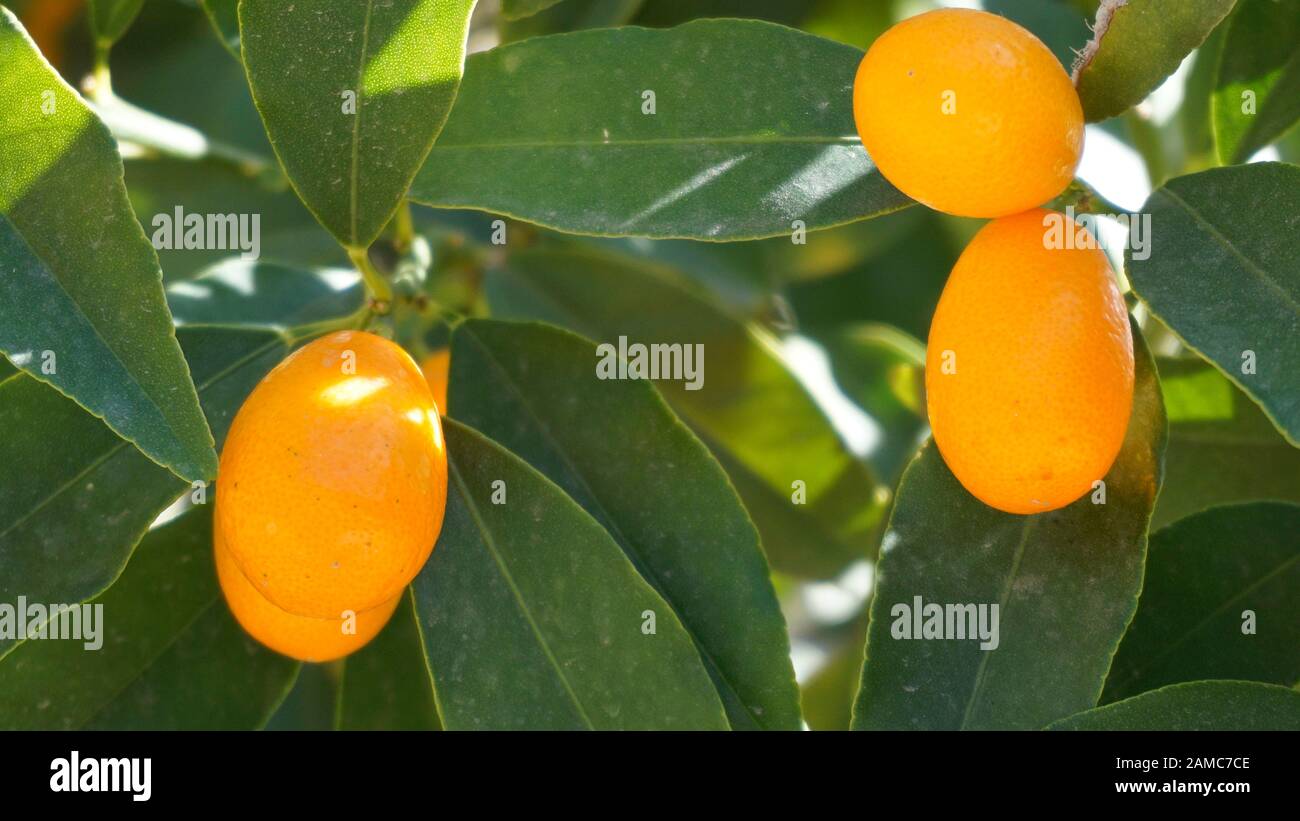 Kumquat tree hi-res stock photography and images - Alamy