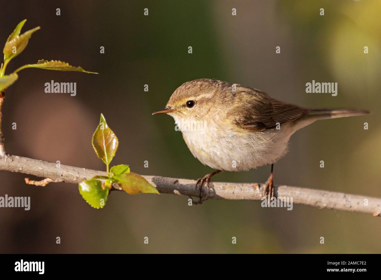 Common chiffchaff sits on a thin branch Stock Photo - Alamy
