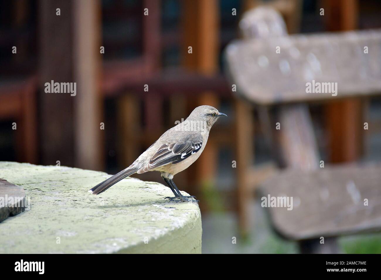 Patagonian mockingbird, Mimus patagonicus, Rostflanken-Spottdrossel ...