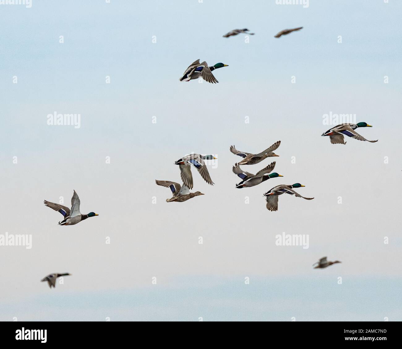 Mallard Ducks in flight Stock Photo - Alamy