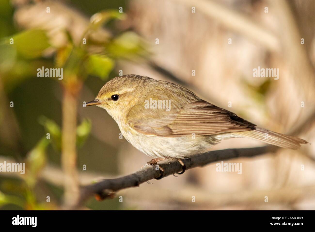 Spring bird hi-res stock photography and images - Alamy