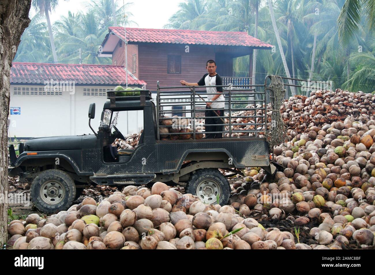 Coconut harvest many coconuts hi-res stock photography and images - Alamy