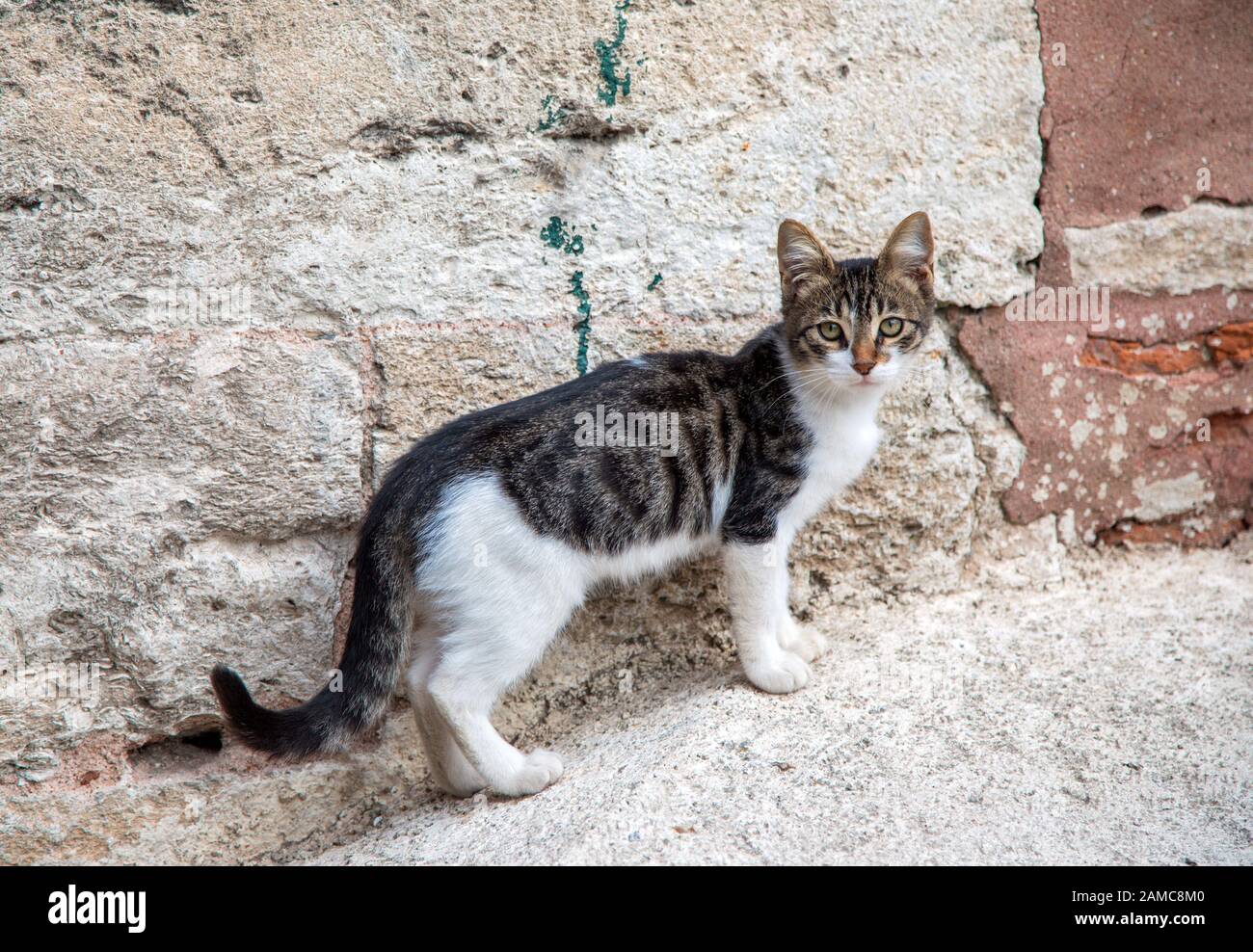 Homless cat hi-res stock photography and images - Alamy