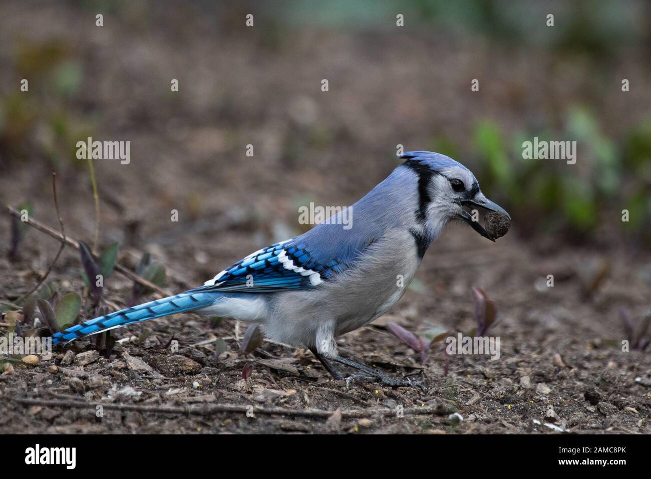 Chara azul hi-res stock photography and images - Alamy