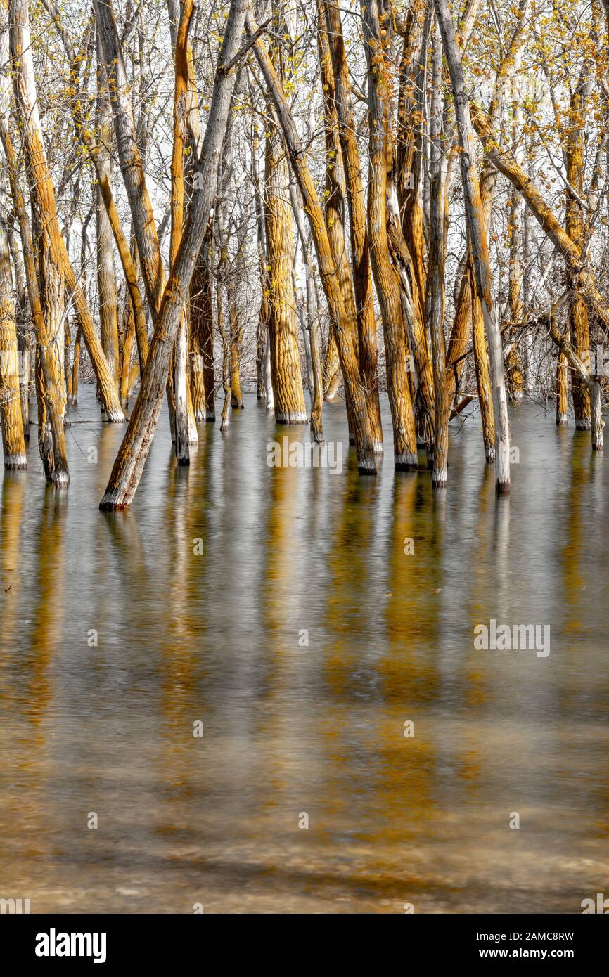 Trees reflect in water from a flood Stock Photo - Alamy
